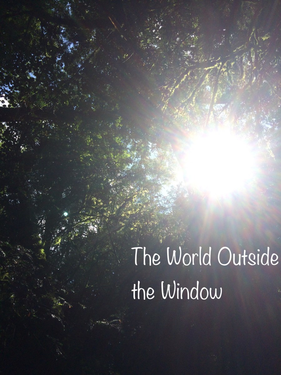 Belly Button | The World Outside the Window